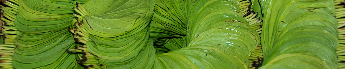 Betel - najpopularniejsza używka w Azji sprzedawana na każdym kroku